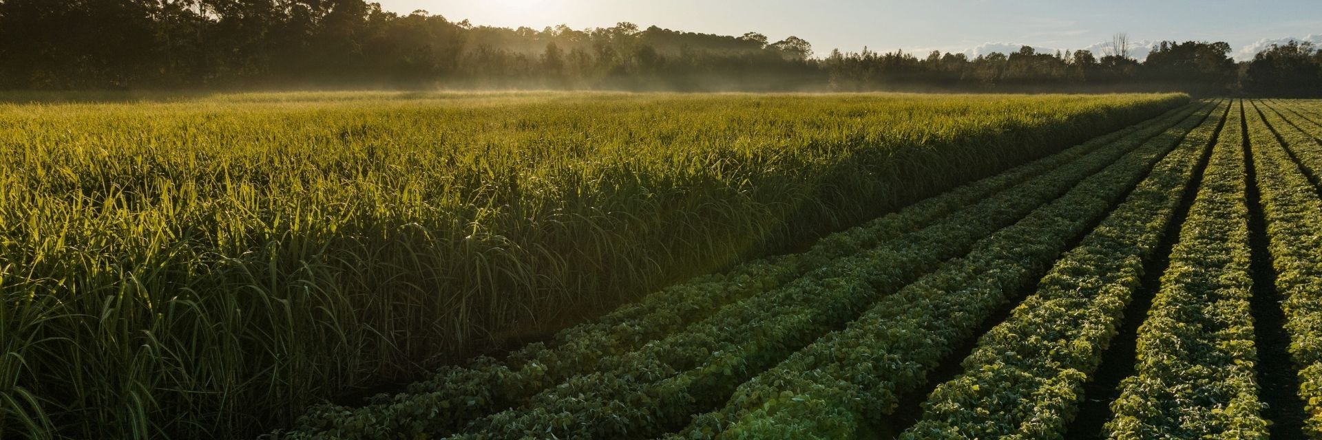 Finalists | Export Awards